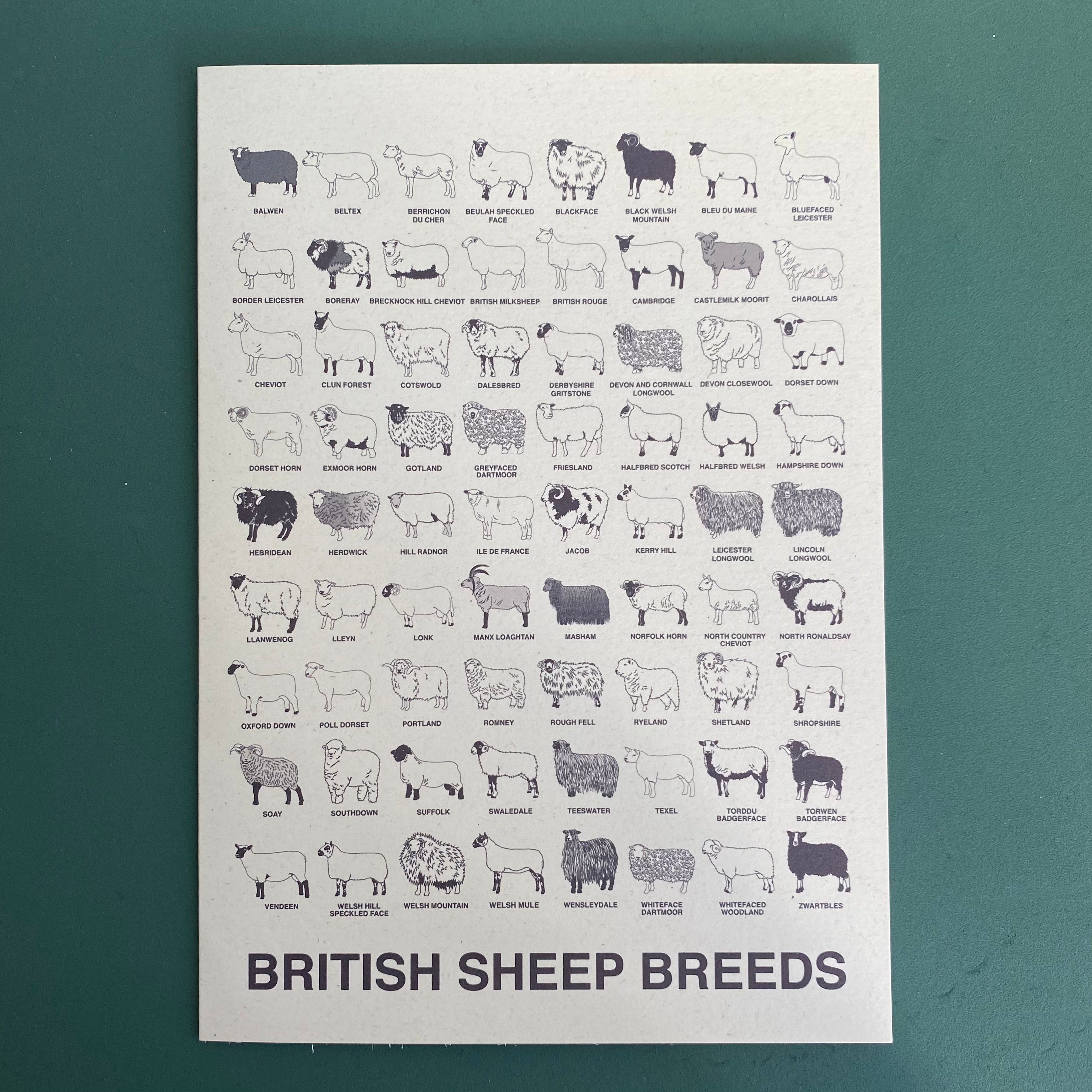 The Woolist BRITISH SHEEP BREEDS CARD - Beautiful Knitters